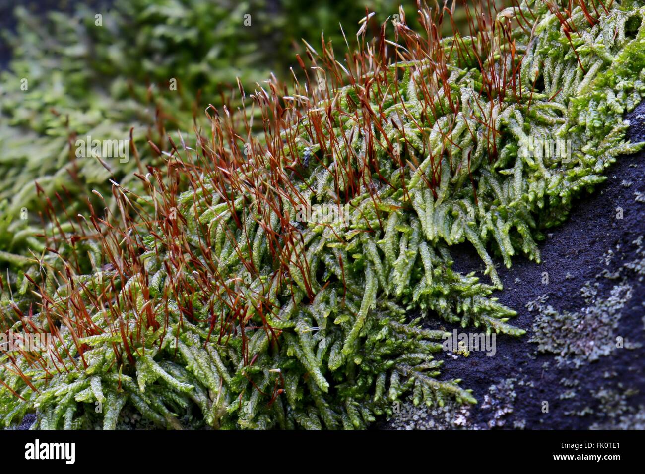 Verdant green moss hi-res stock photography and images - Alamy