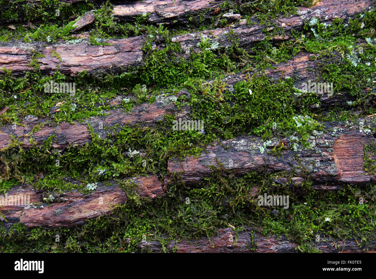 closeup of moss on Hedge tree bark Stock Photo - Alamy