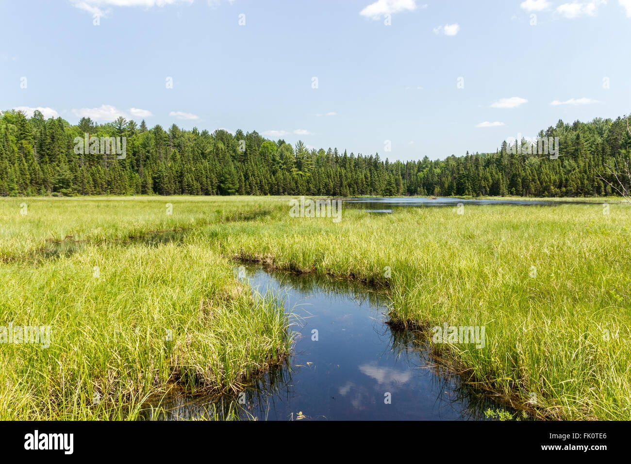 Marshy pond hi-res stock photography and images - Alamy