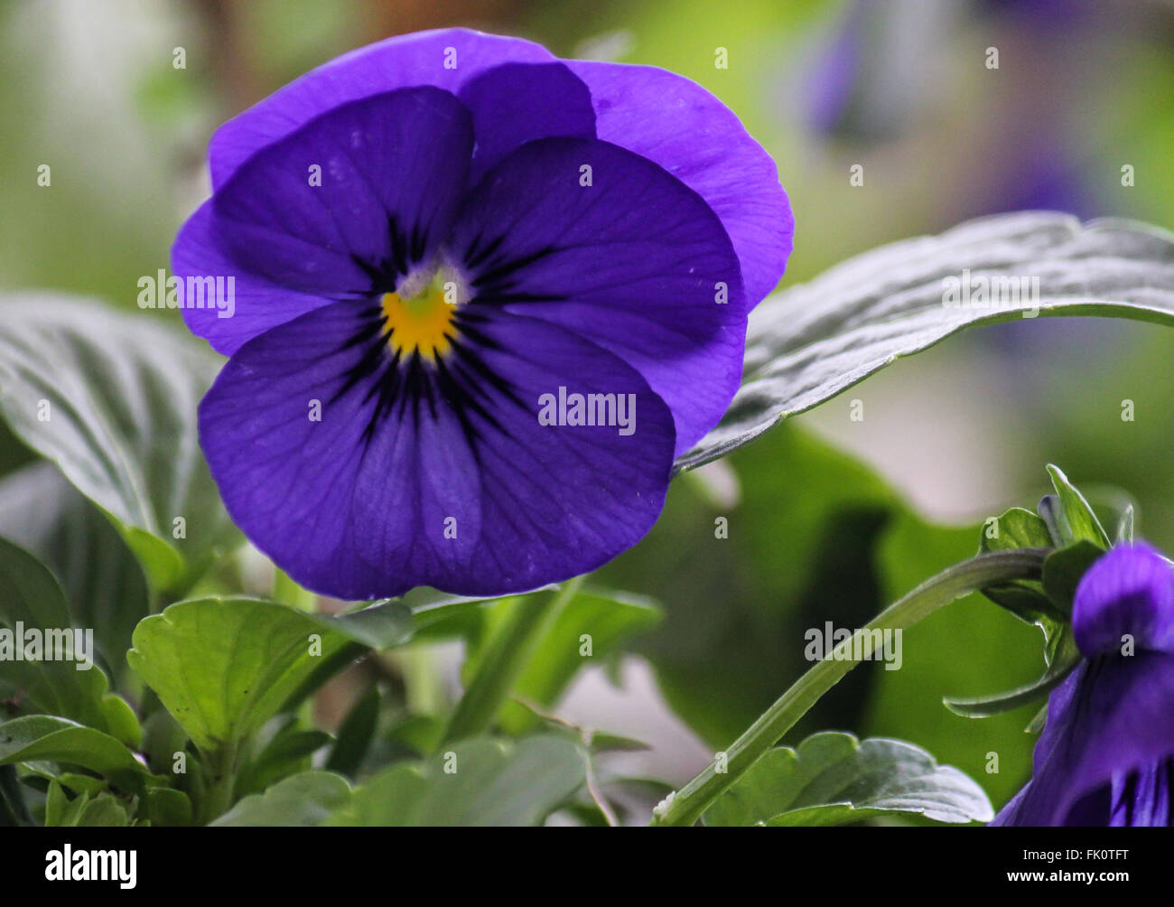 The flower of a Primula plant Stock Photo - Alamy