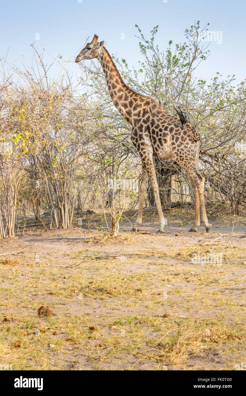 Southern giraffe (Giraffa camelopardalis) near Zarafa Camp, Selinda ...