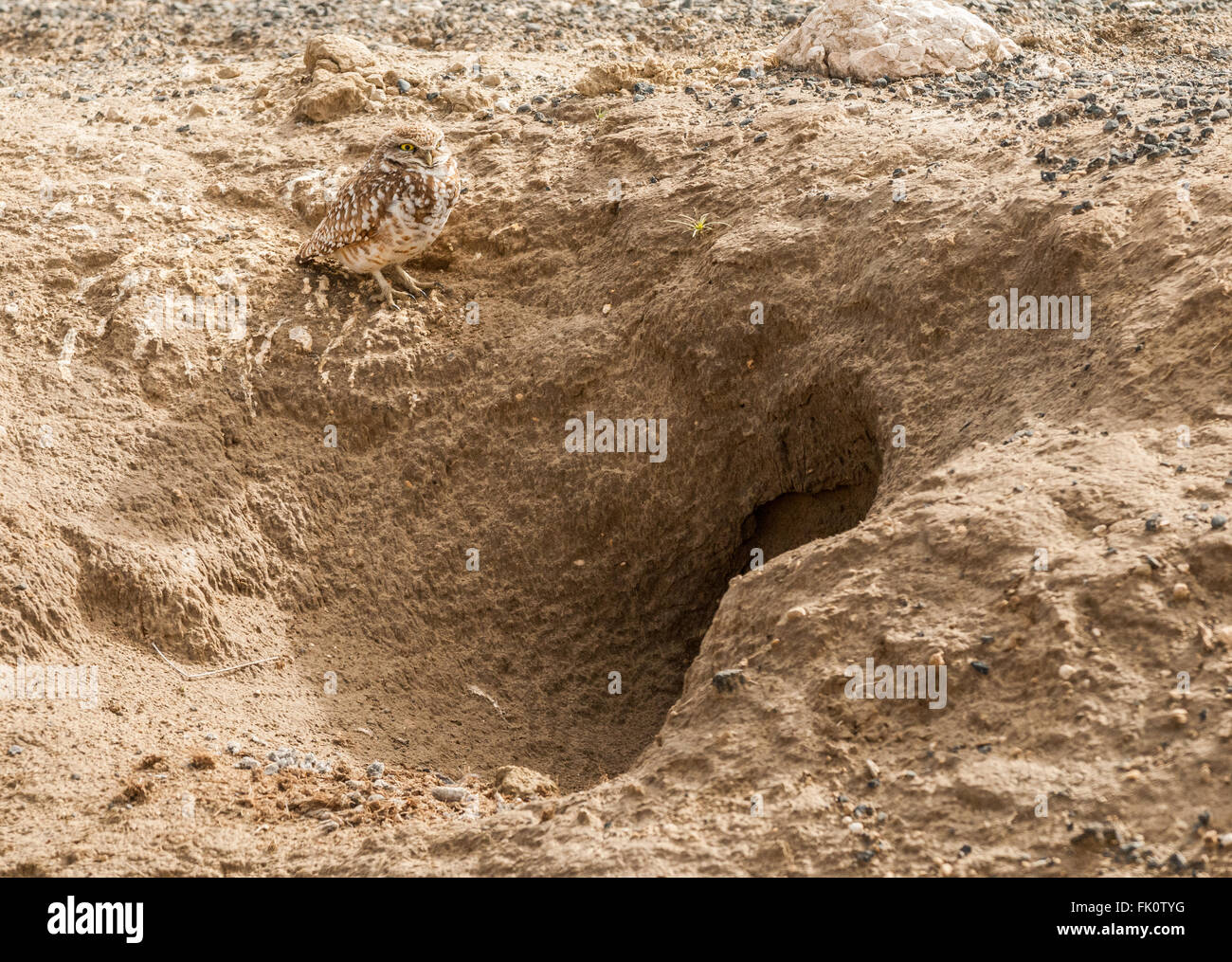 An immature Burrowing Owl stands outside its burrow. Washington, United ...