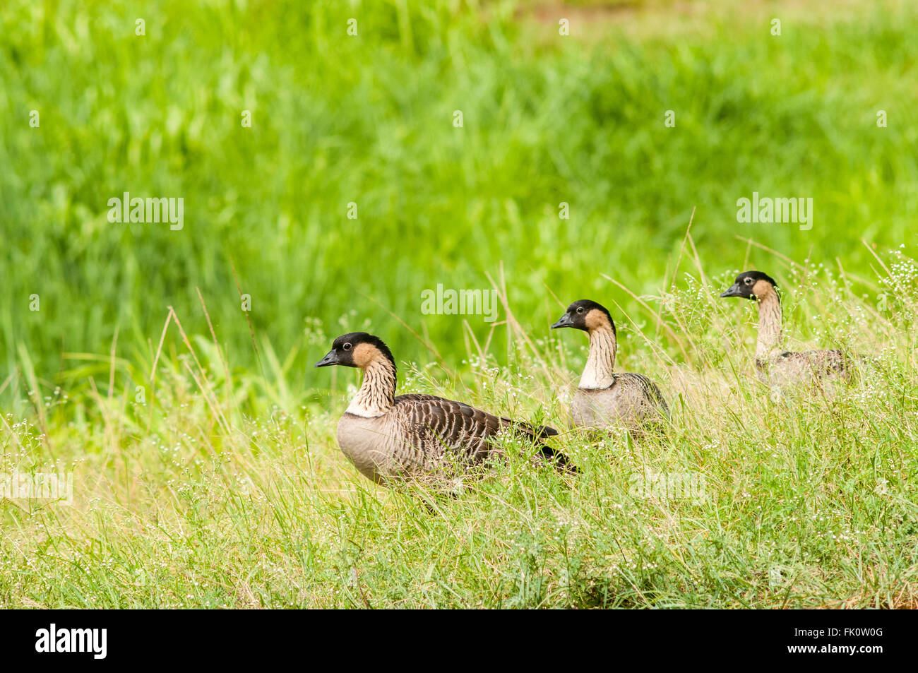 Three Hawaiian Nene Geese (Branta sandvicensis) stand in grass. Kilauea ...