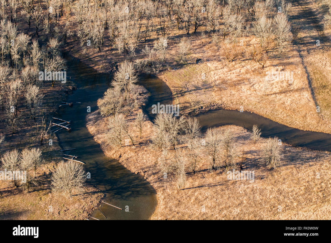 Aerial view of a slough winding along a forest of bare Black Cottonwood ...