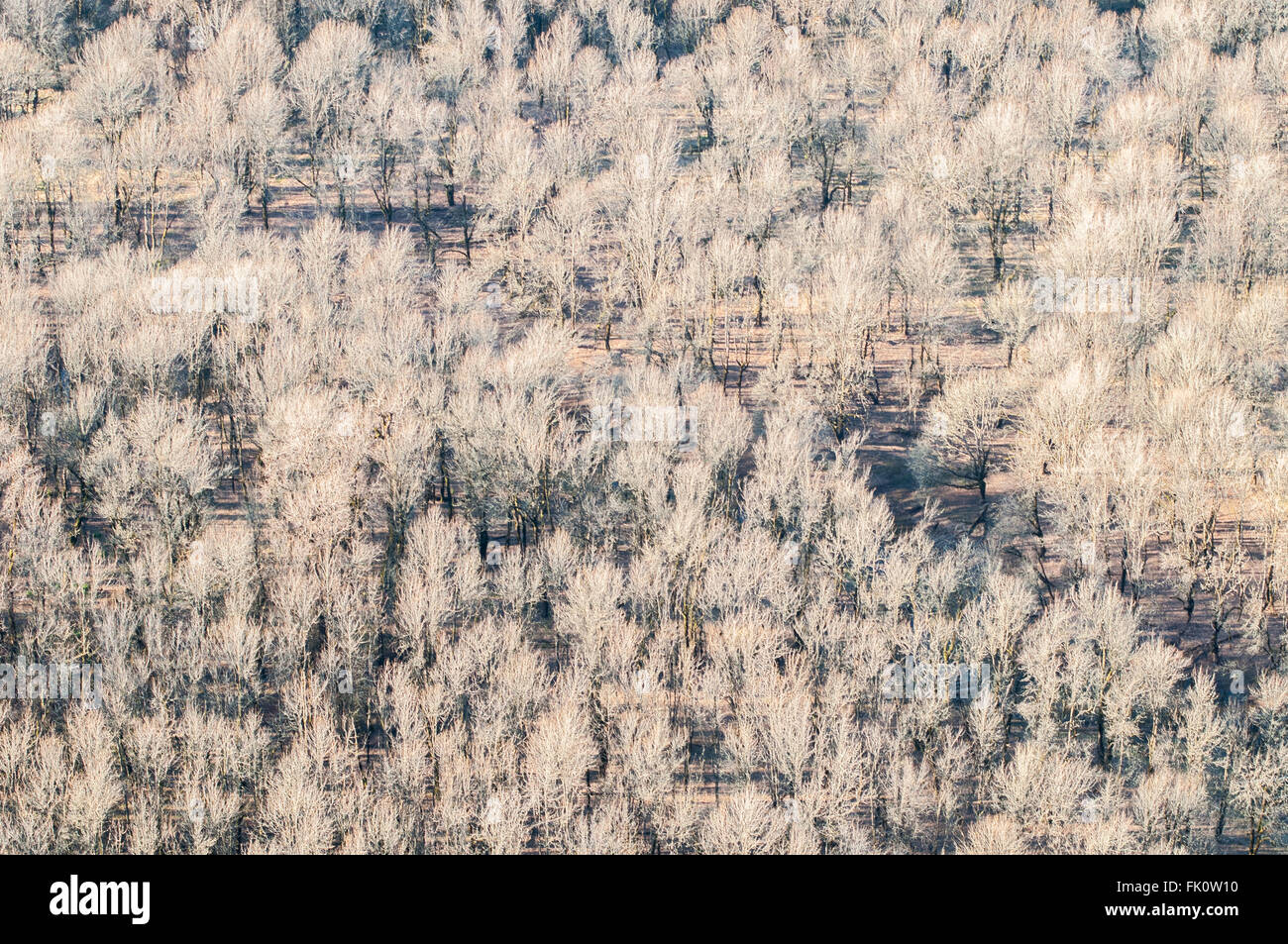 A forest of bare cottonwood (Populus balsamifera) trees seen from above ...