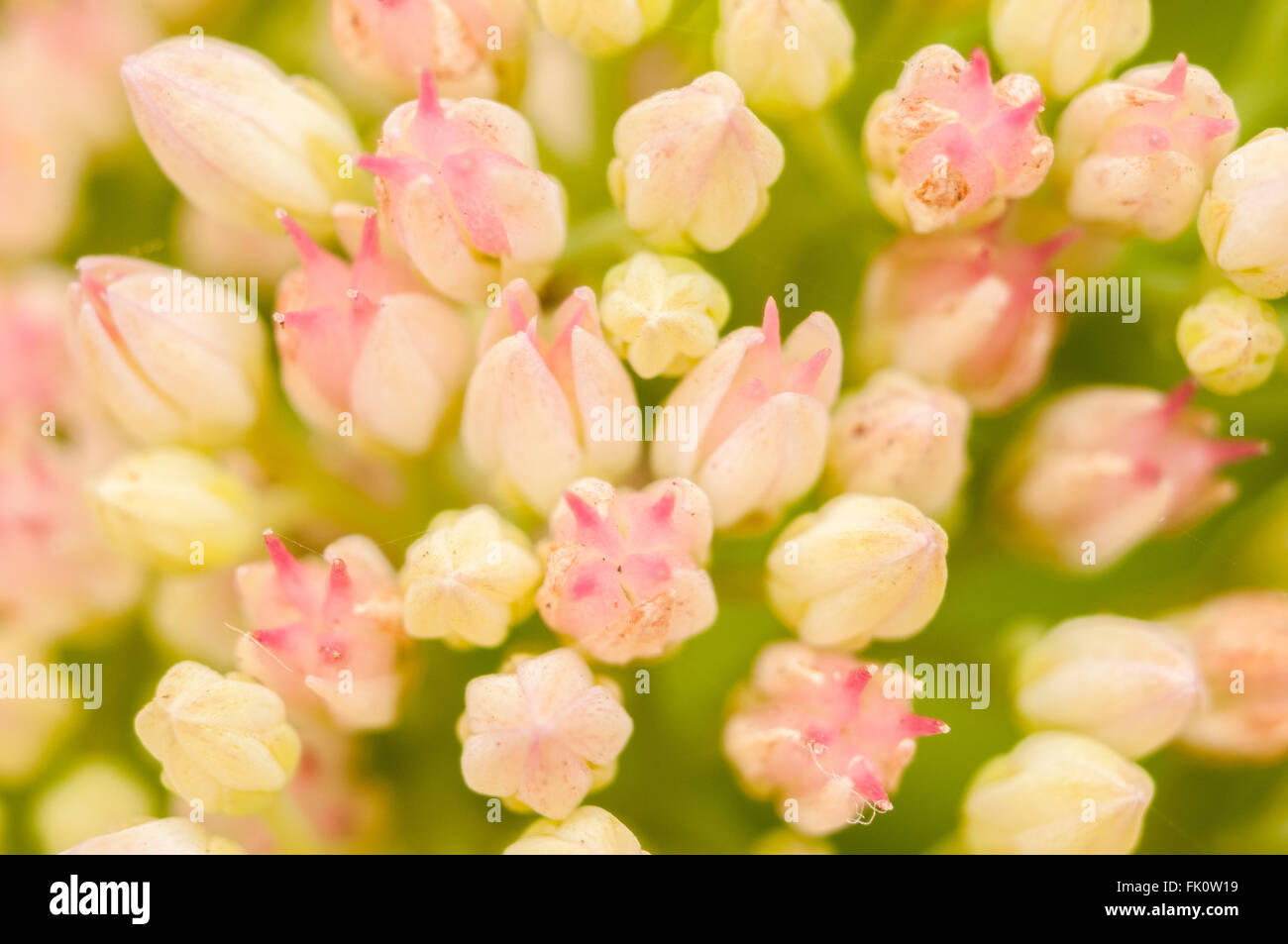 Cream colored flowers hi-res stock photography and images - Alamy