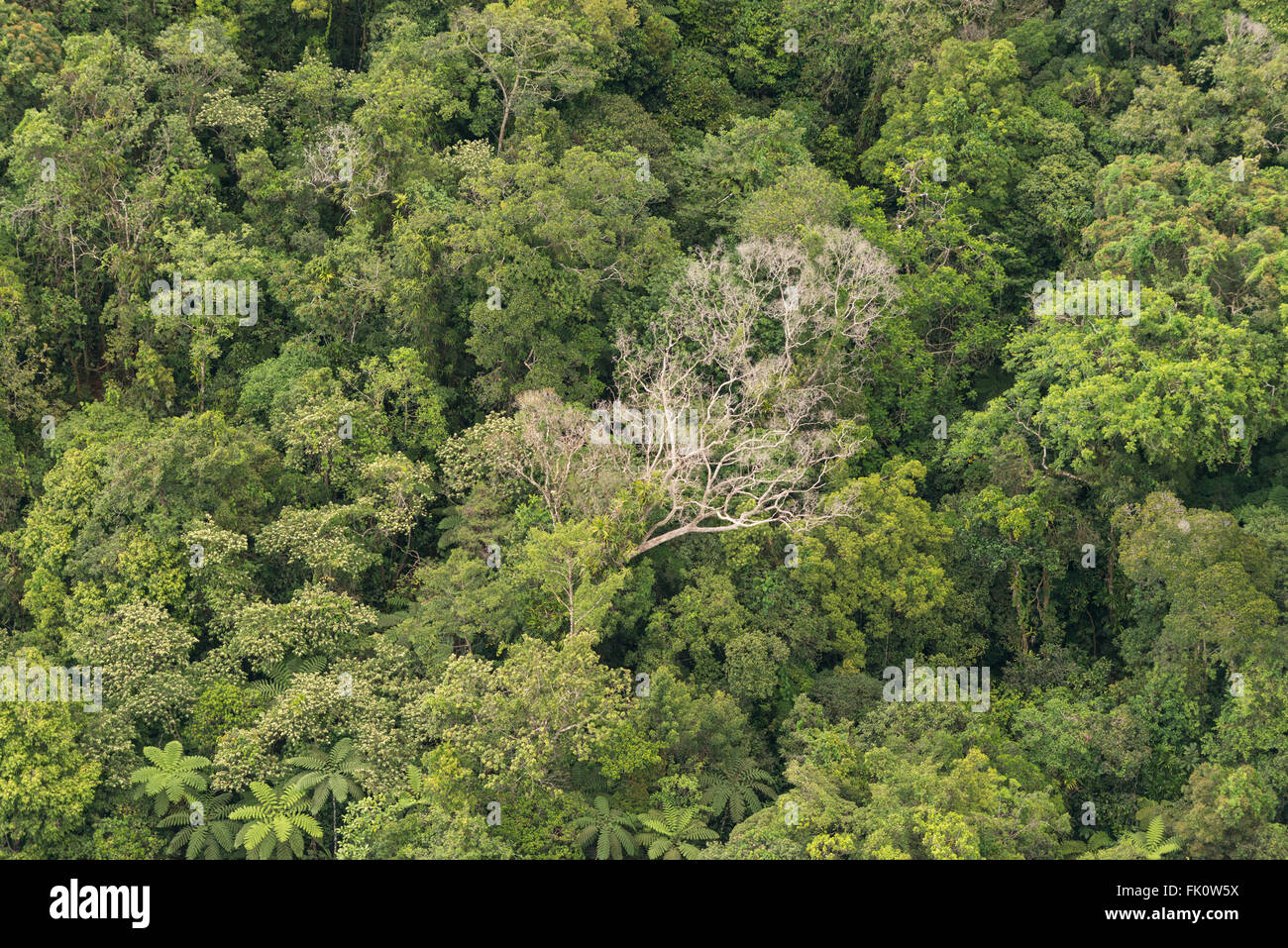 Aerial - forests of the Northern Division Stock Photo - Alamy