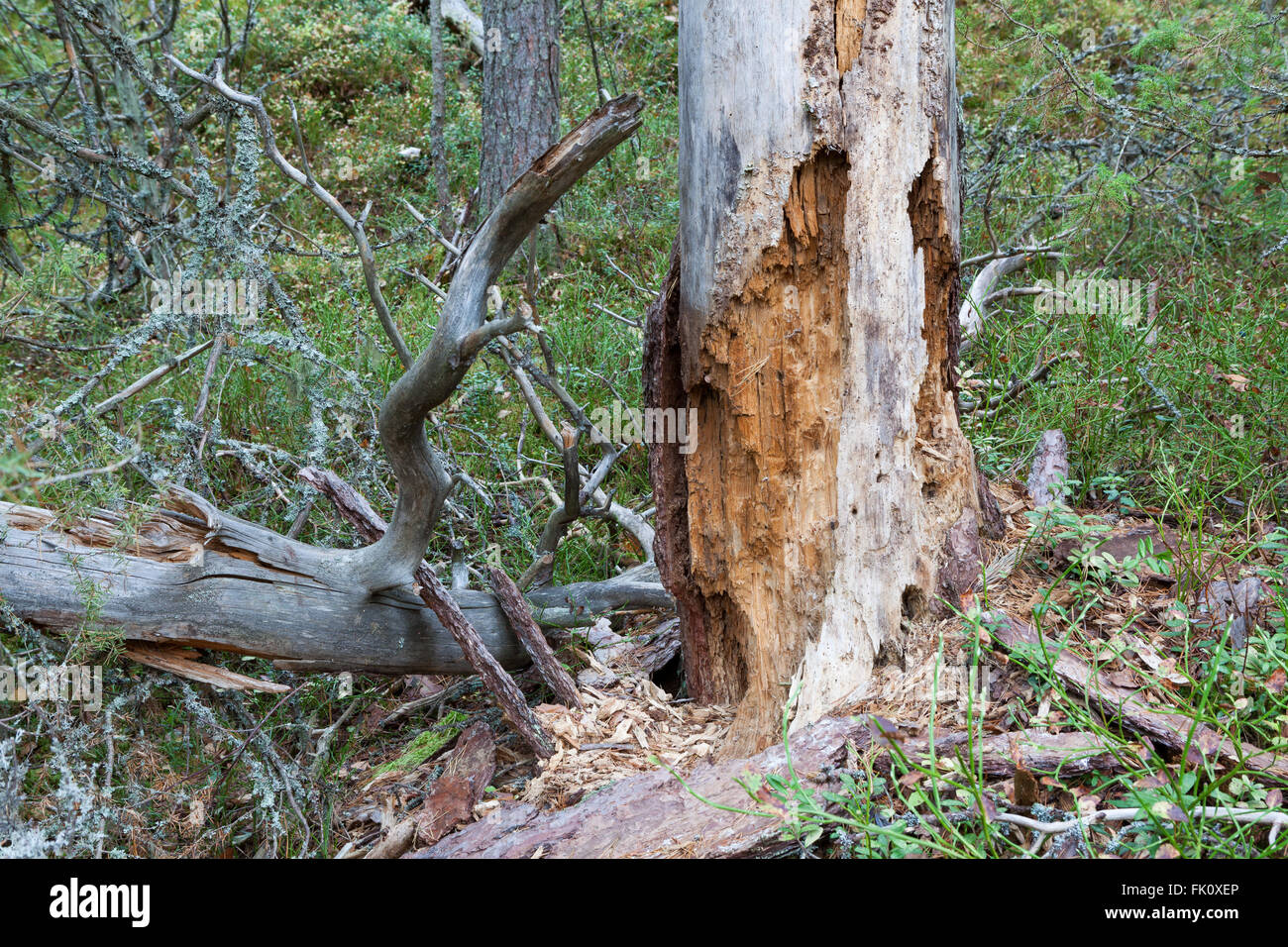 Rotten dead wood tree in forest Stock Photo - Alamy