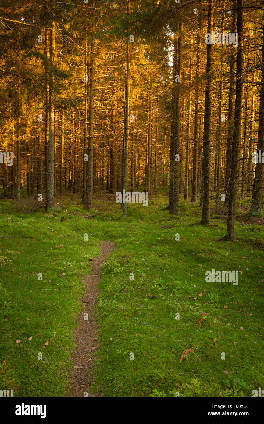 Woodland path sunset hi-res stock photography and images - Alamy