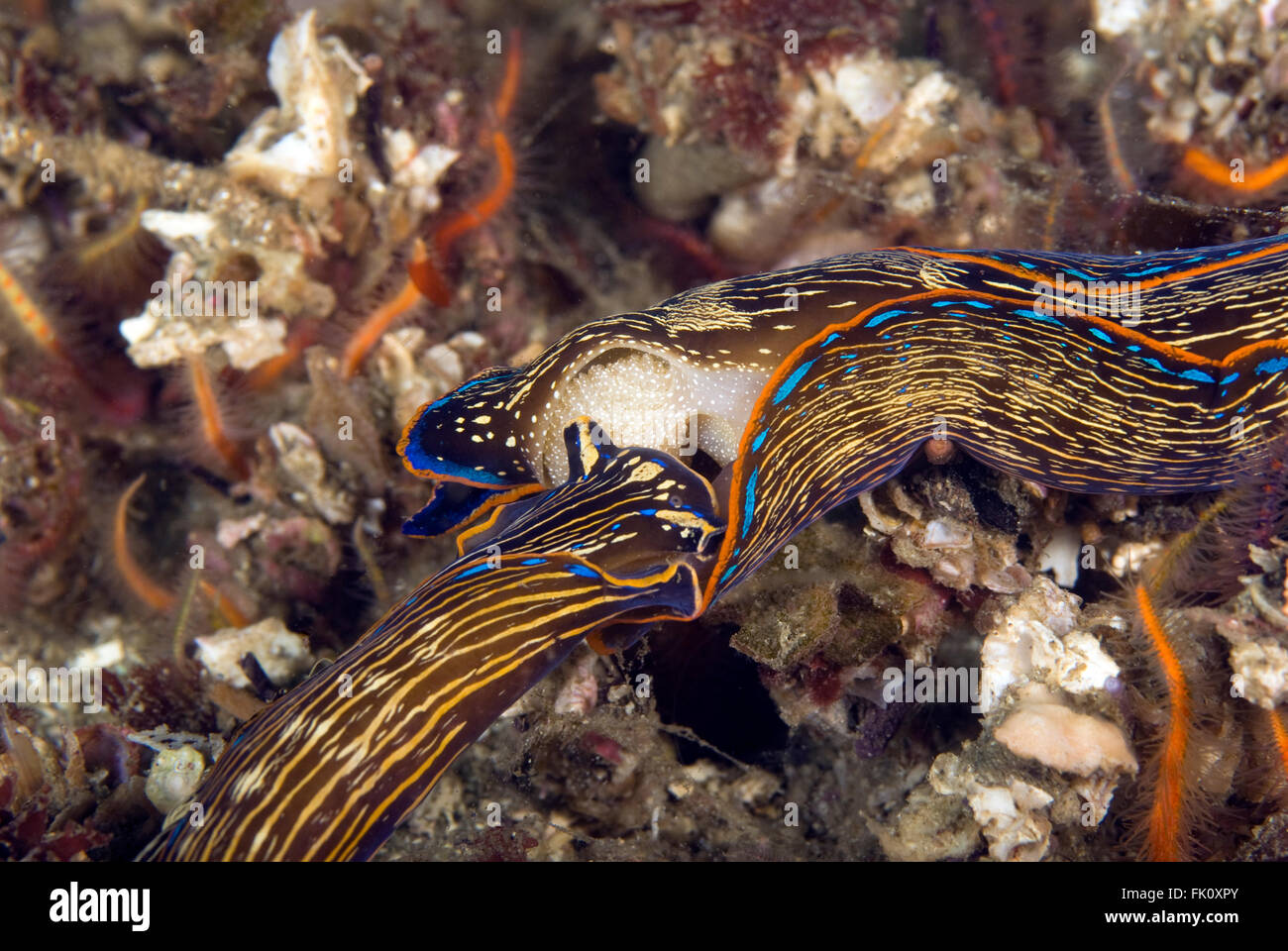 Sea slug Navanax at Pacific Ocean kelp forest reef Stock Photo - Alamy