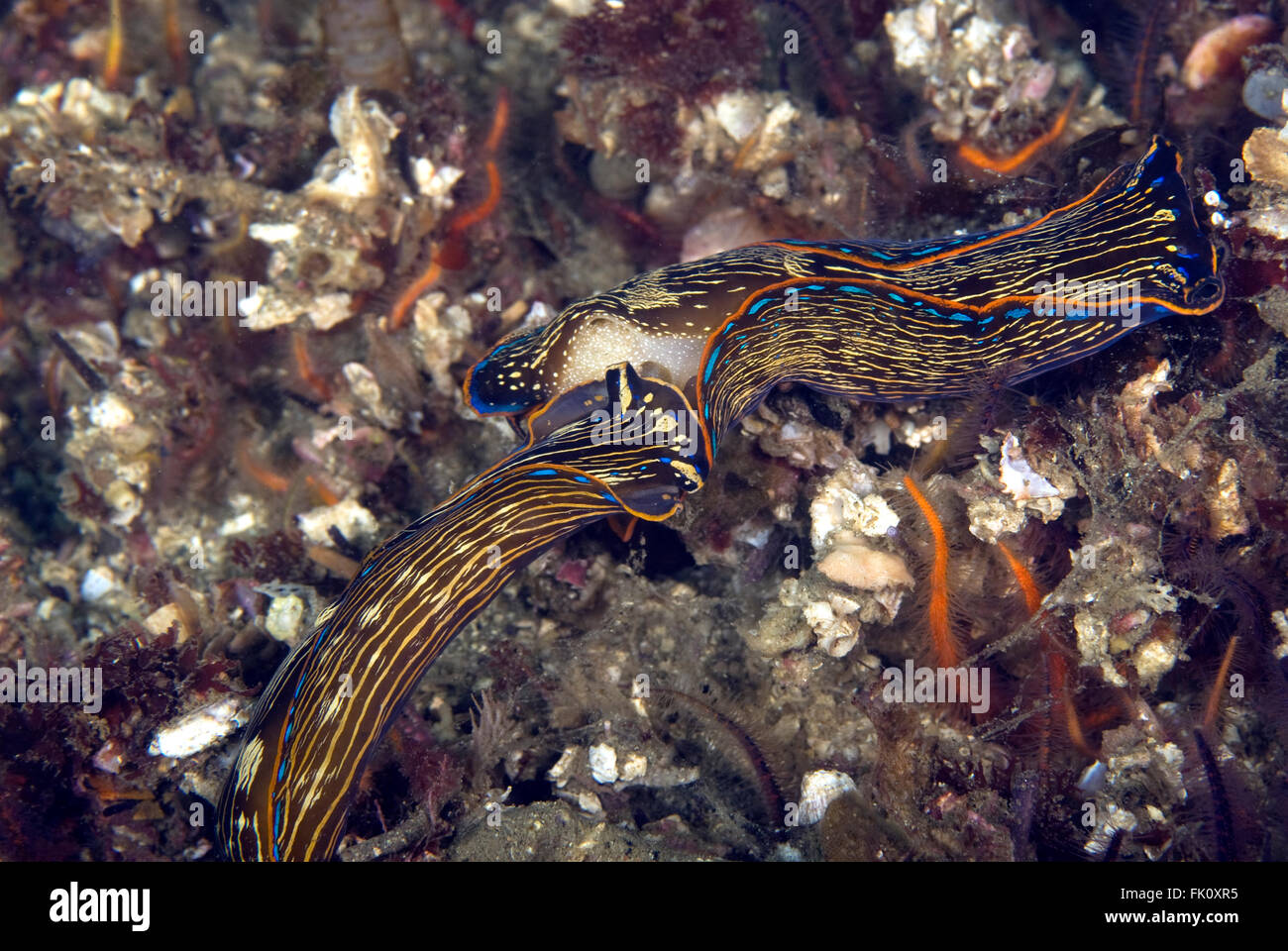 Sea slug Navanax at Pacific Ocean kelp forest reef Stock Photo - Alamy