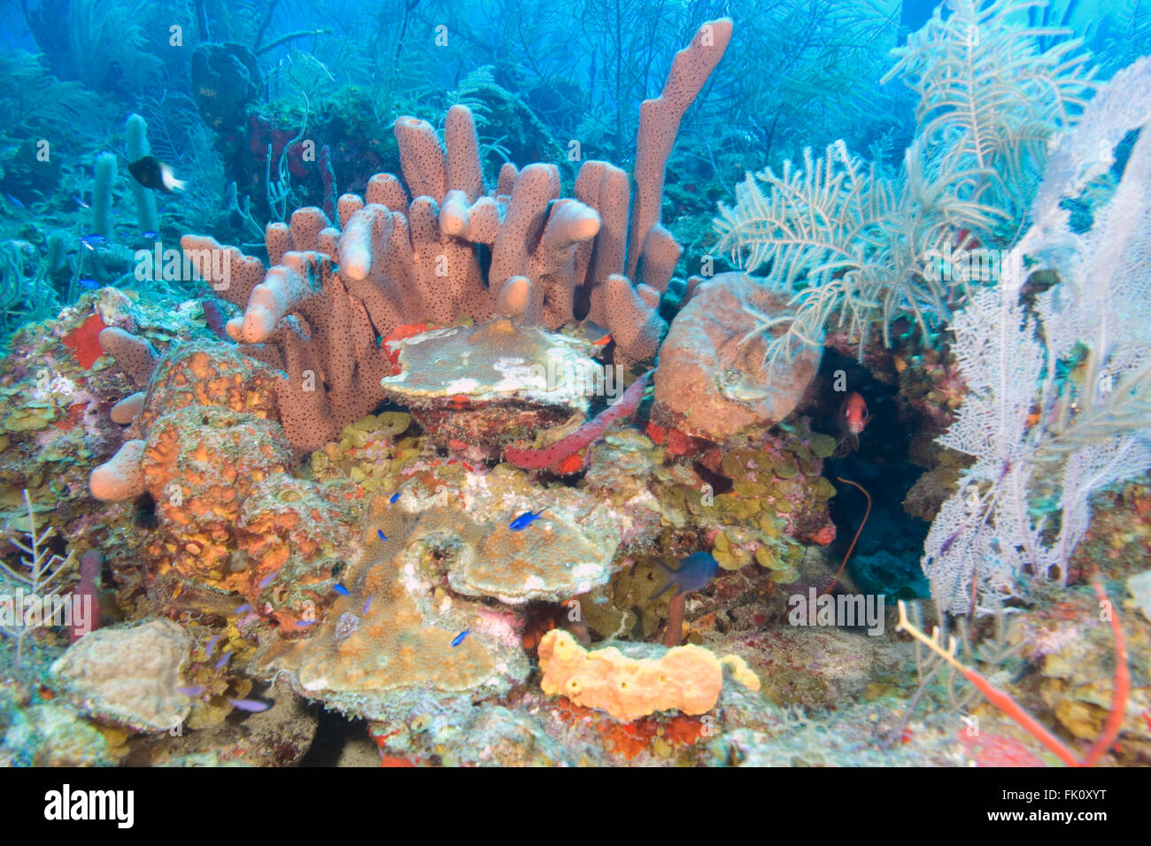 Sea fan ocean coral hi-res stock photography and images - Alamy