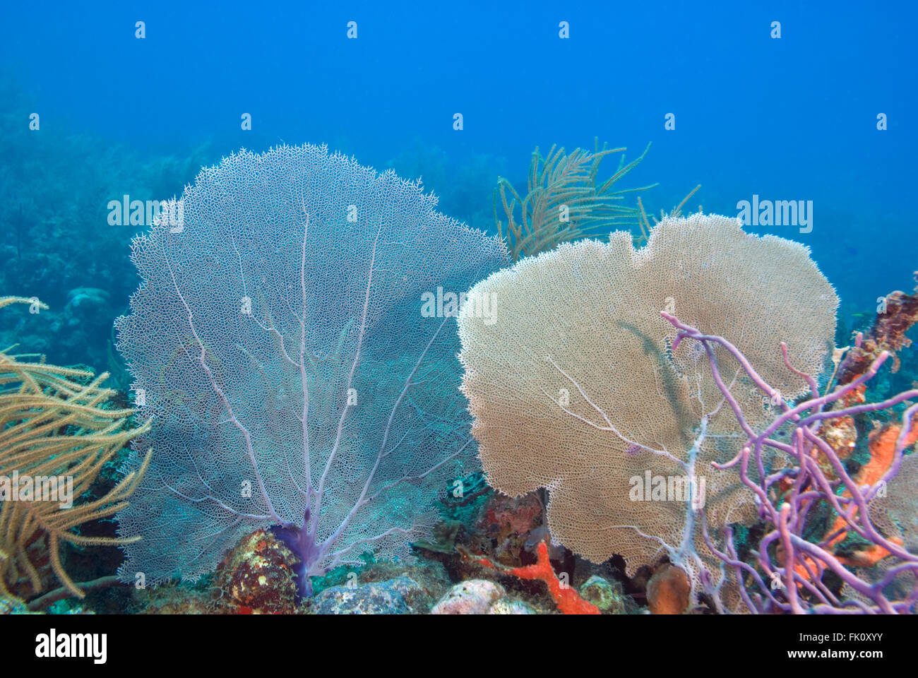 Sea fans on coral hi-res stock photography and images - Alamy