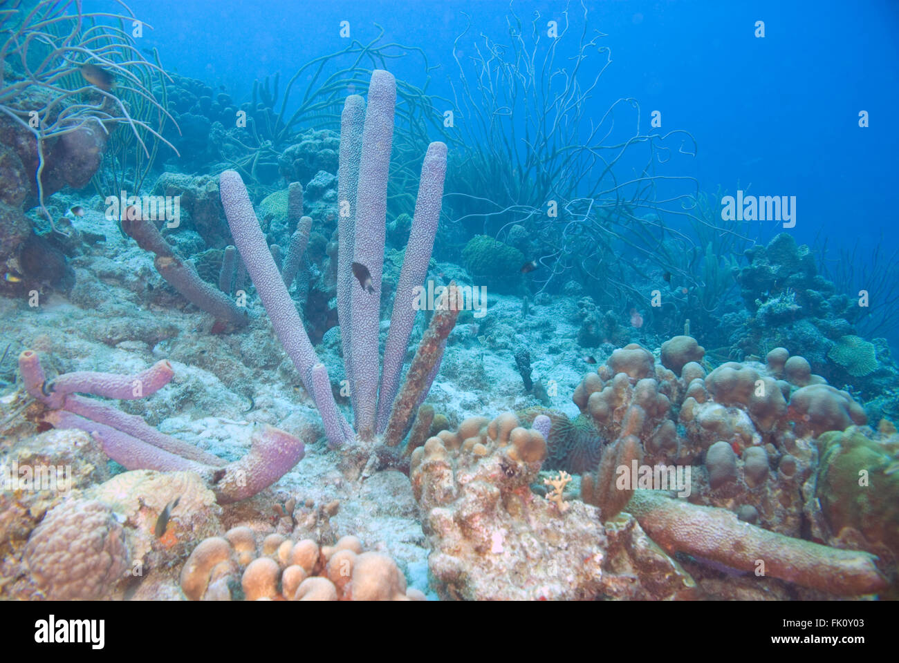 Sea sponges and tropical fish at island coral reef Stock Photo - Alamy