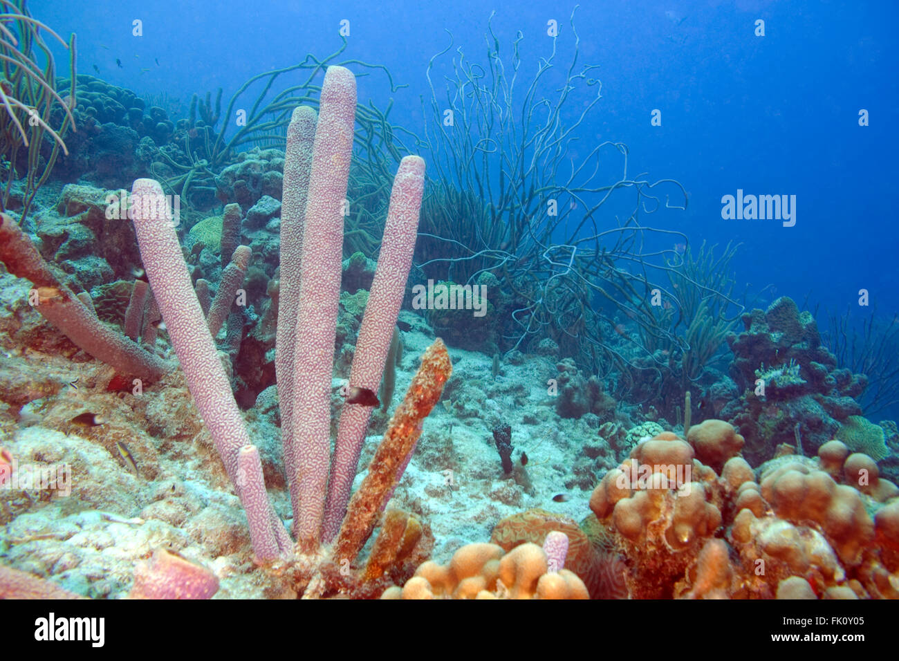 Sea sponges and tropical fish at island coral reef Stock Photo - Alamy