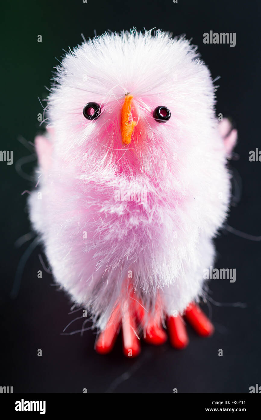 close up of a small fuzzy pink chick over a black background Stock ...