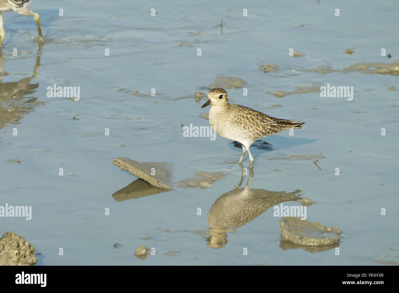 Portrait of a Semipalmated Sandpiper Stock Photo - Alamy