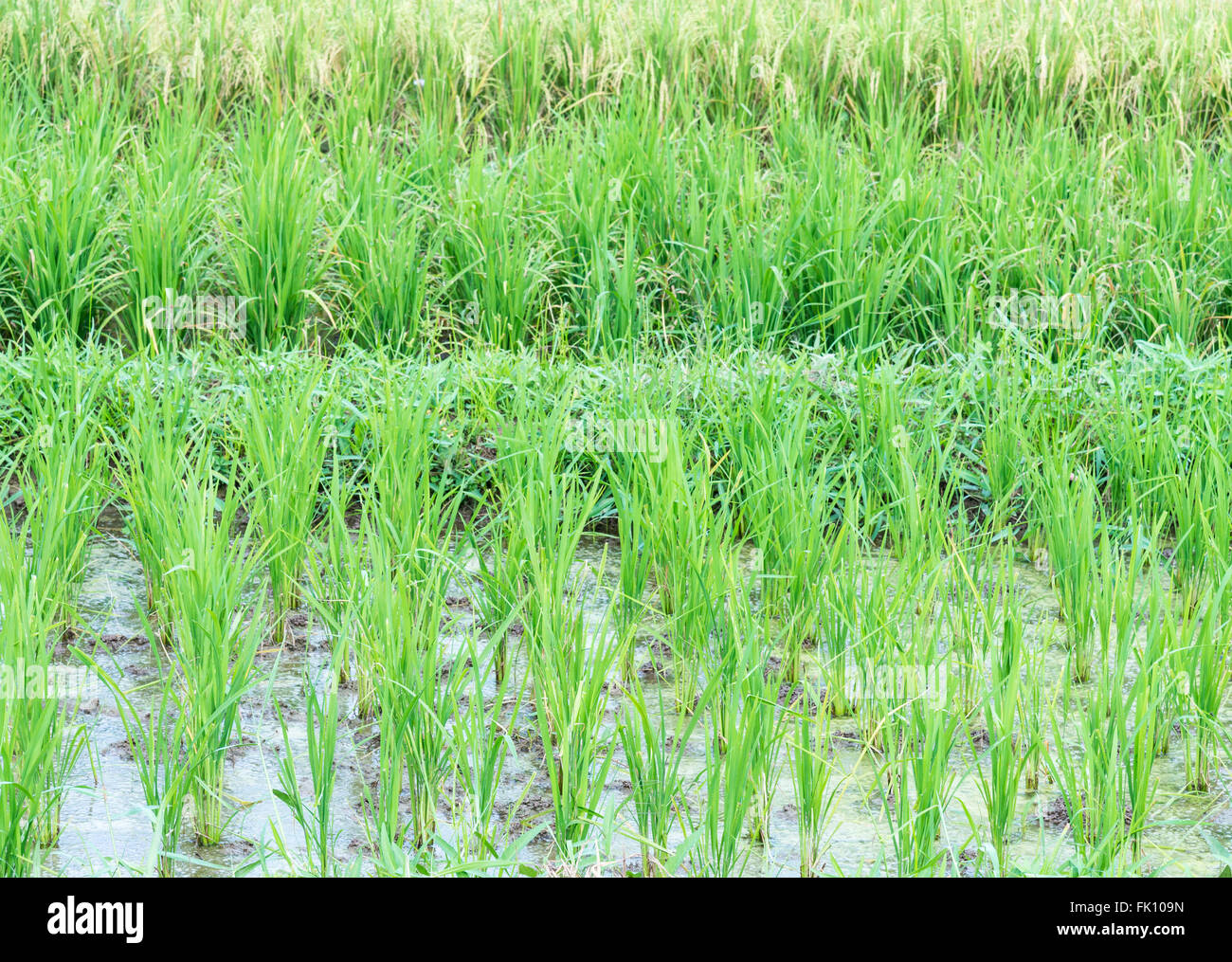 Young paddy fields near the golden rice grains of organic farm Stock ...