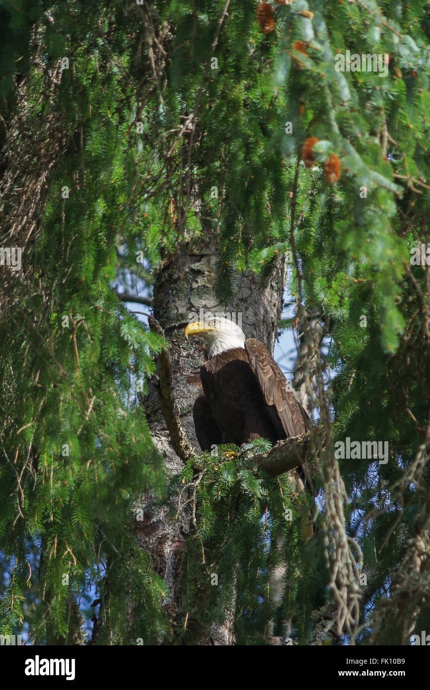 Bald bird hi-res stock photography and images - Alamy