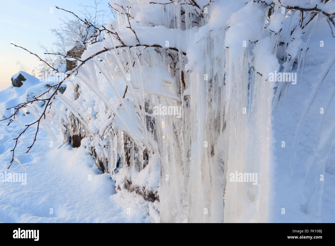 Beautiful icicle ice formation on small tree Stock Photo - Alamy