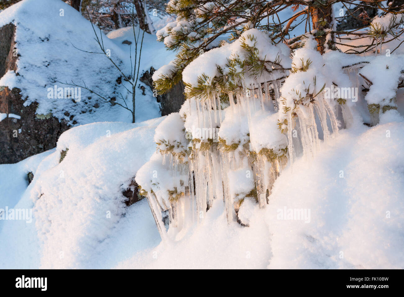 Beautiful icicle ice formation on small tree Stock Photo - Alamy