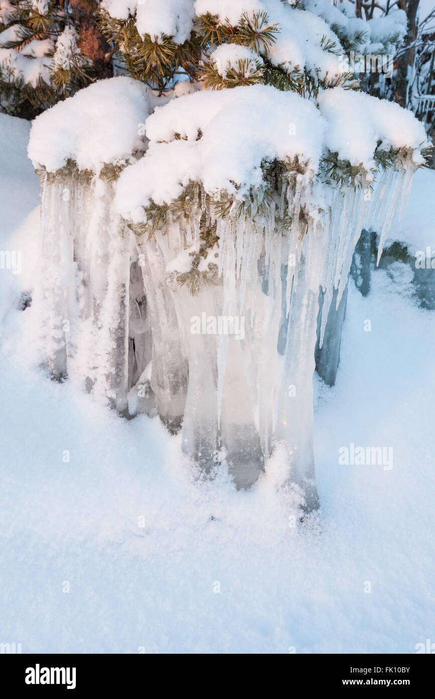 Beautiful icicle ice formation on small tree Stock Photo - Alamy