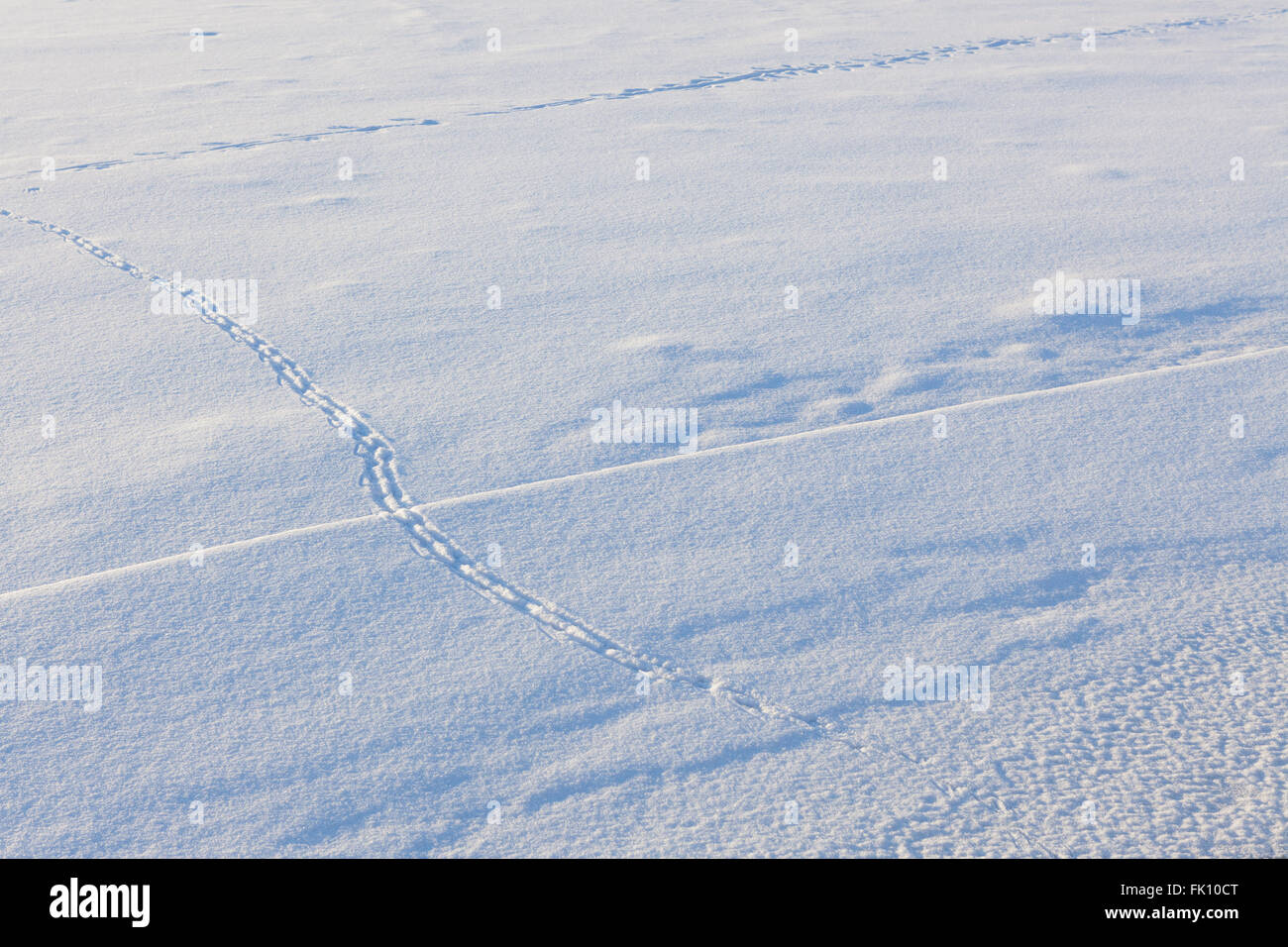 Scenic snow and ice texture background Stock Photo - Alamy