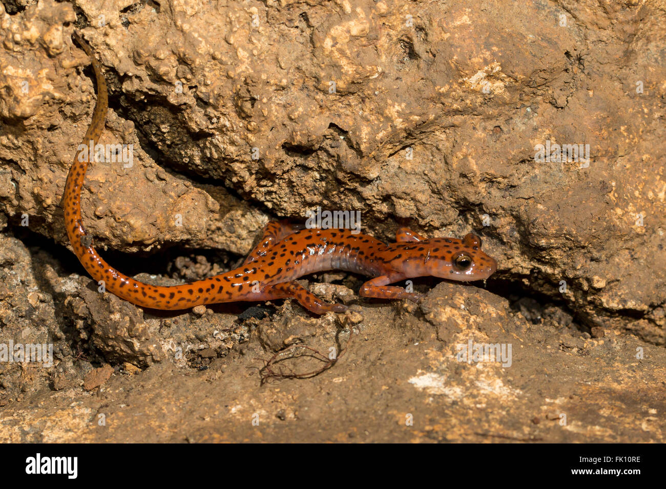 Cave Salamander - Eurycea lucifuga Stock Photo - Alamy