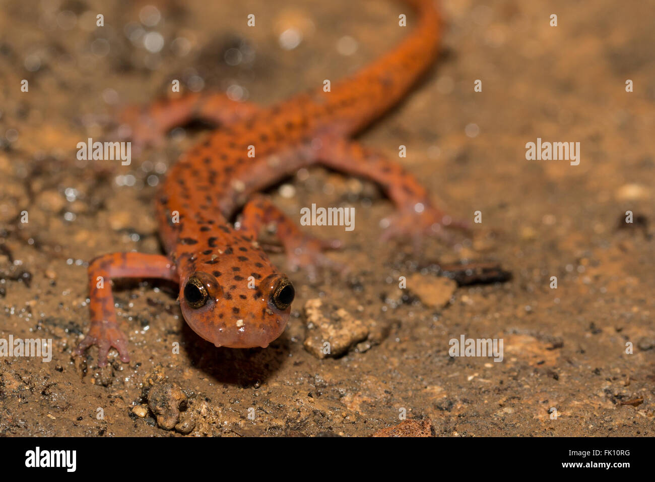 Cave Salamander - Eurycea lucifuga Stock Photo - Alamy