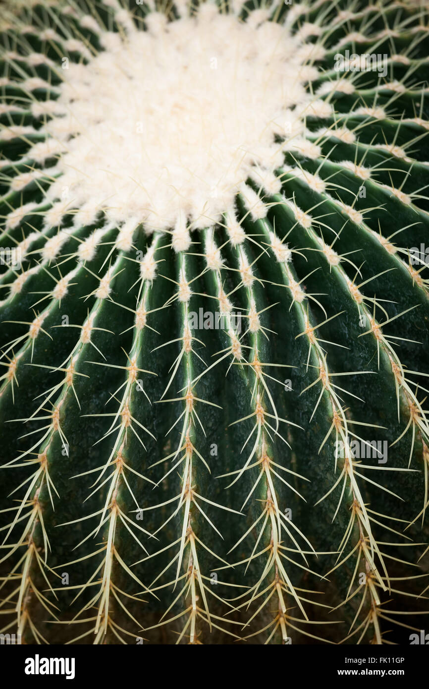 Cactus spikes closeup Stock Photo - Alamy