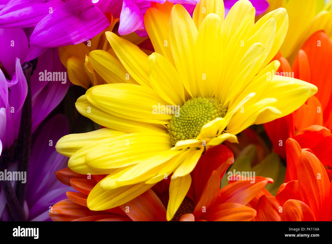 Deep yellow color hi-res stock photography and images - Alamy