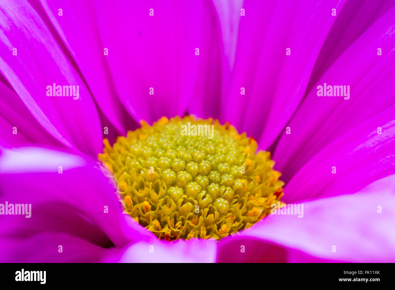 close up of a beautiful daisy in a deep purple color for a spring ...