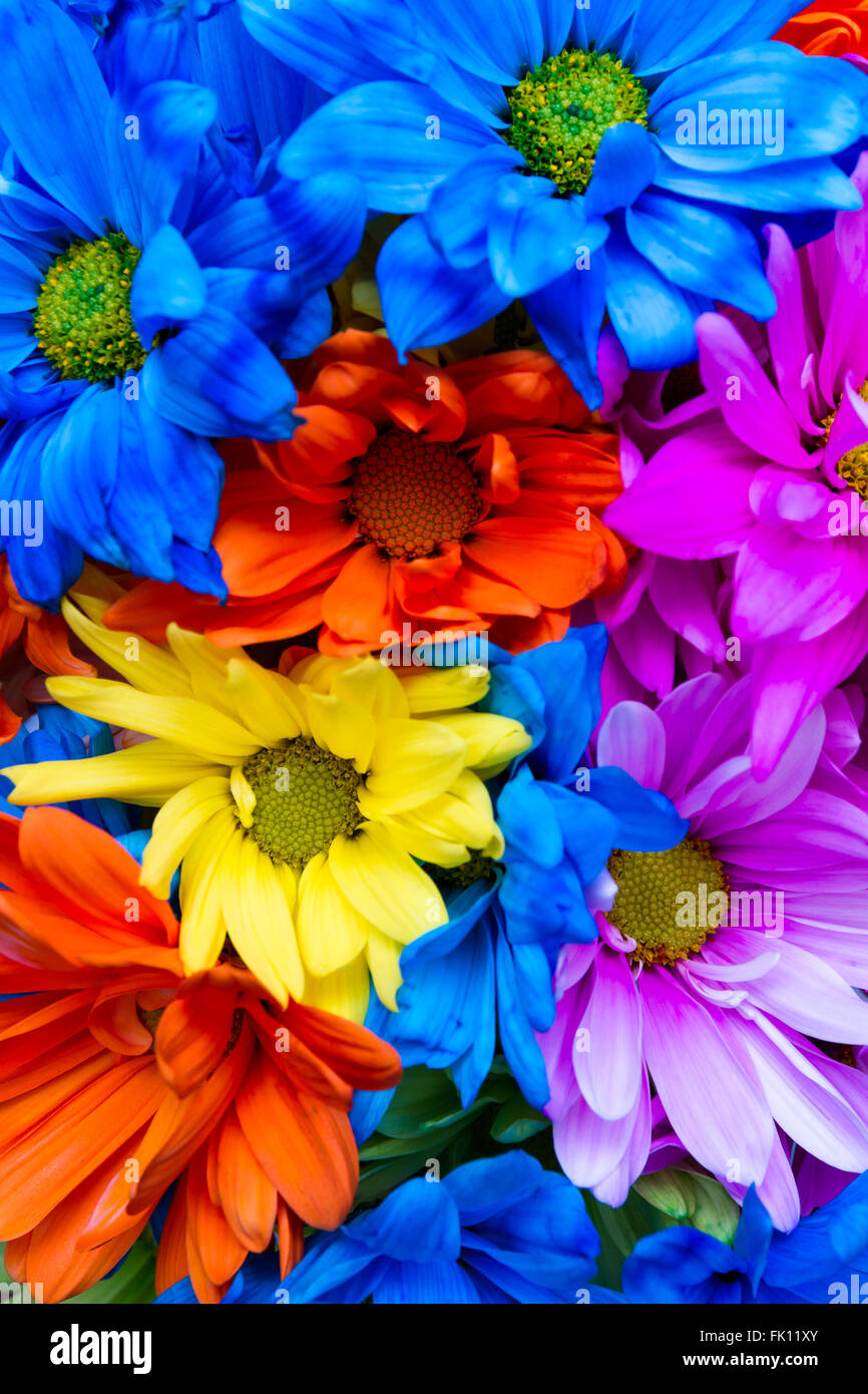 close up of a group of colorful spring flowers in pastel colors for a ...