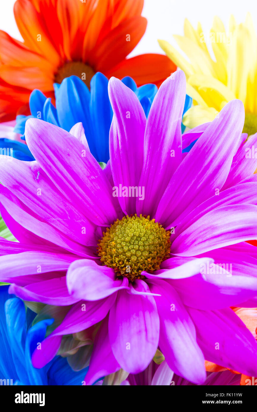 close up of a group of colorful spring flowers in pastel colors for a ...
