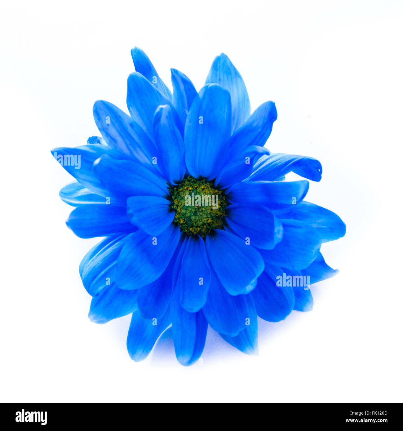 close up of a beautiful daisy in a deep blue color for a spring concept ...