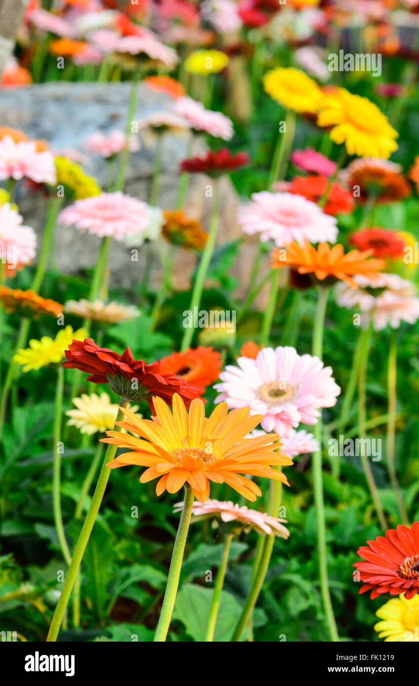 Many colorful flowers on a meadow Stock Photo - Alamy
