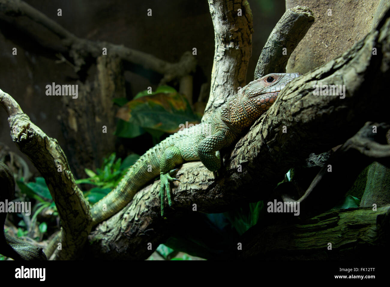 Northern caiman lizard dracaena guianensis hi-res stock photography and ...
