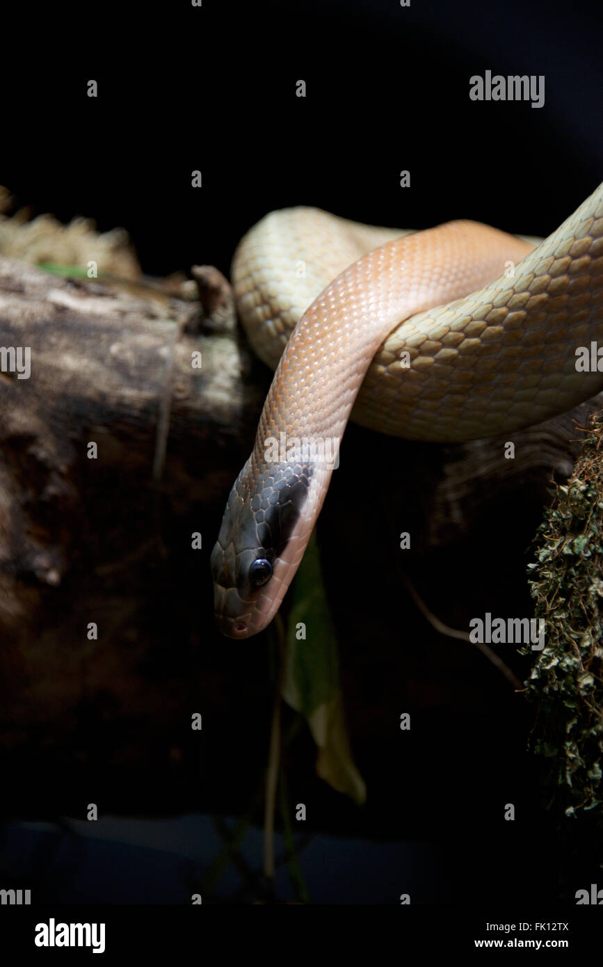 Ridley's head hi-res stock photography and images - Alamy