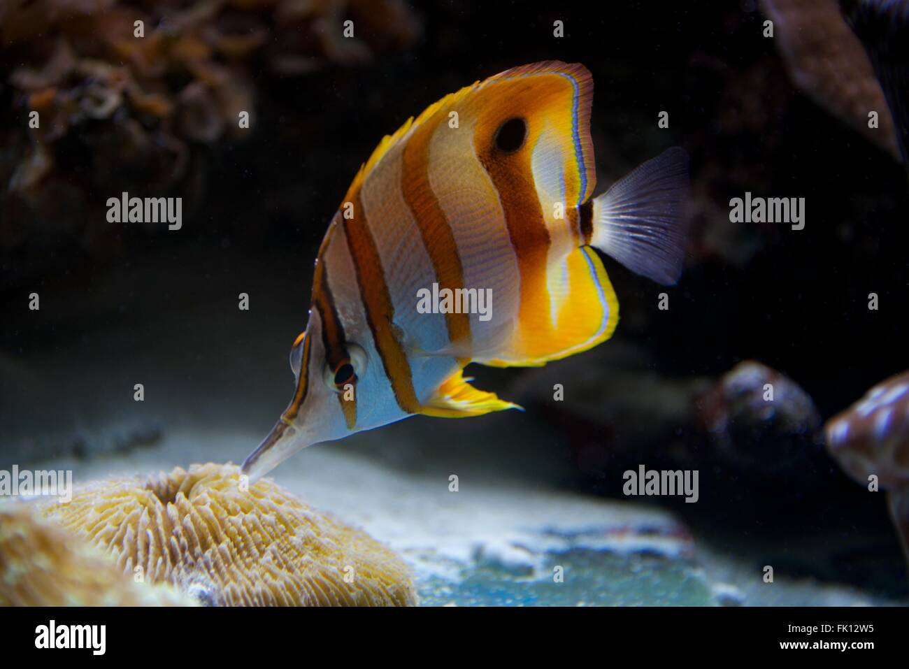 Copperband butterflyfish feeding on a coral reef Stock Photo - Alamy