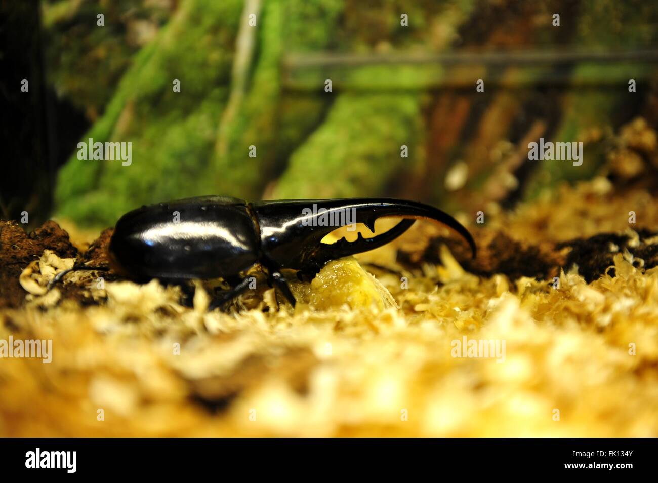 Shanghai natural wild insect kingdom hi-res stock photography and ...