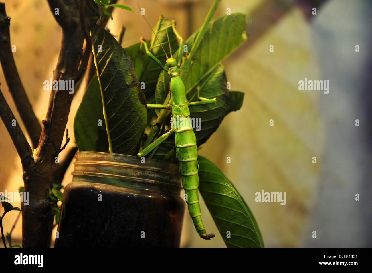 Wild insect kingdom hi-res stock photography and images - Alamy