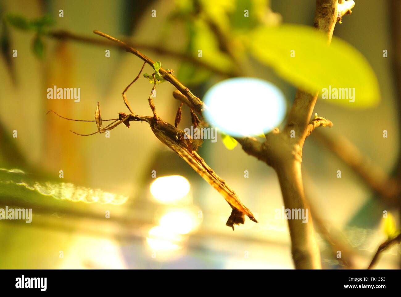 Chinese stick insects hi-res stock photography and images - Alamy