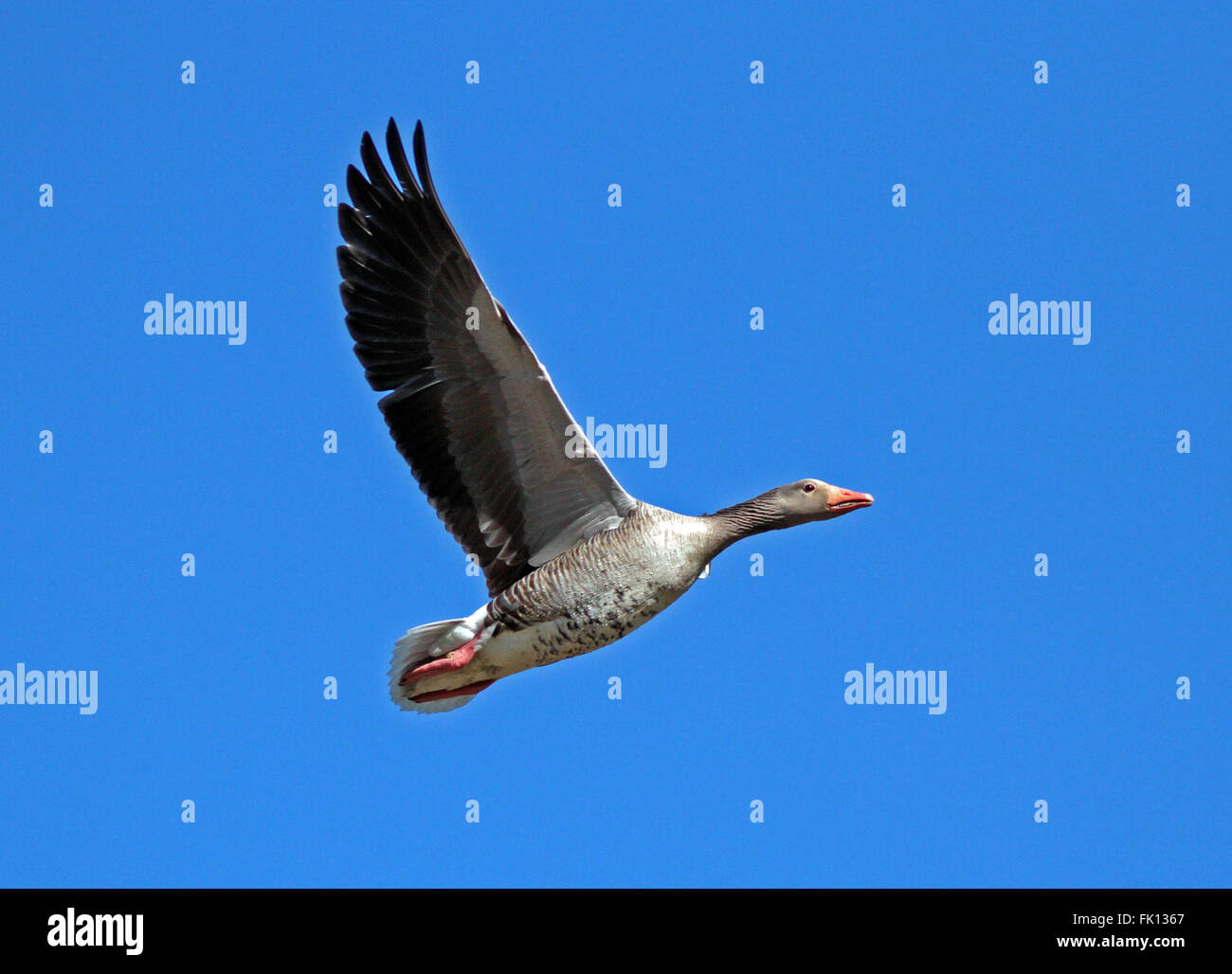 Flying Side By Side In The Sky High Resolution Stock Photography and ...