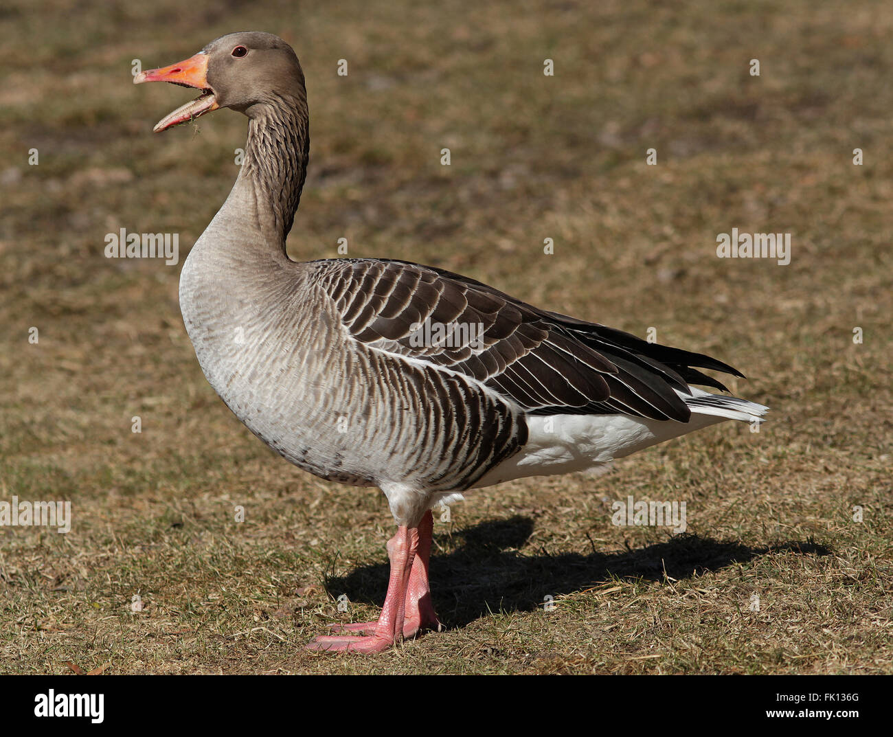 Goose honking hi-res stock photography and images - Alamy