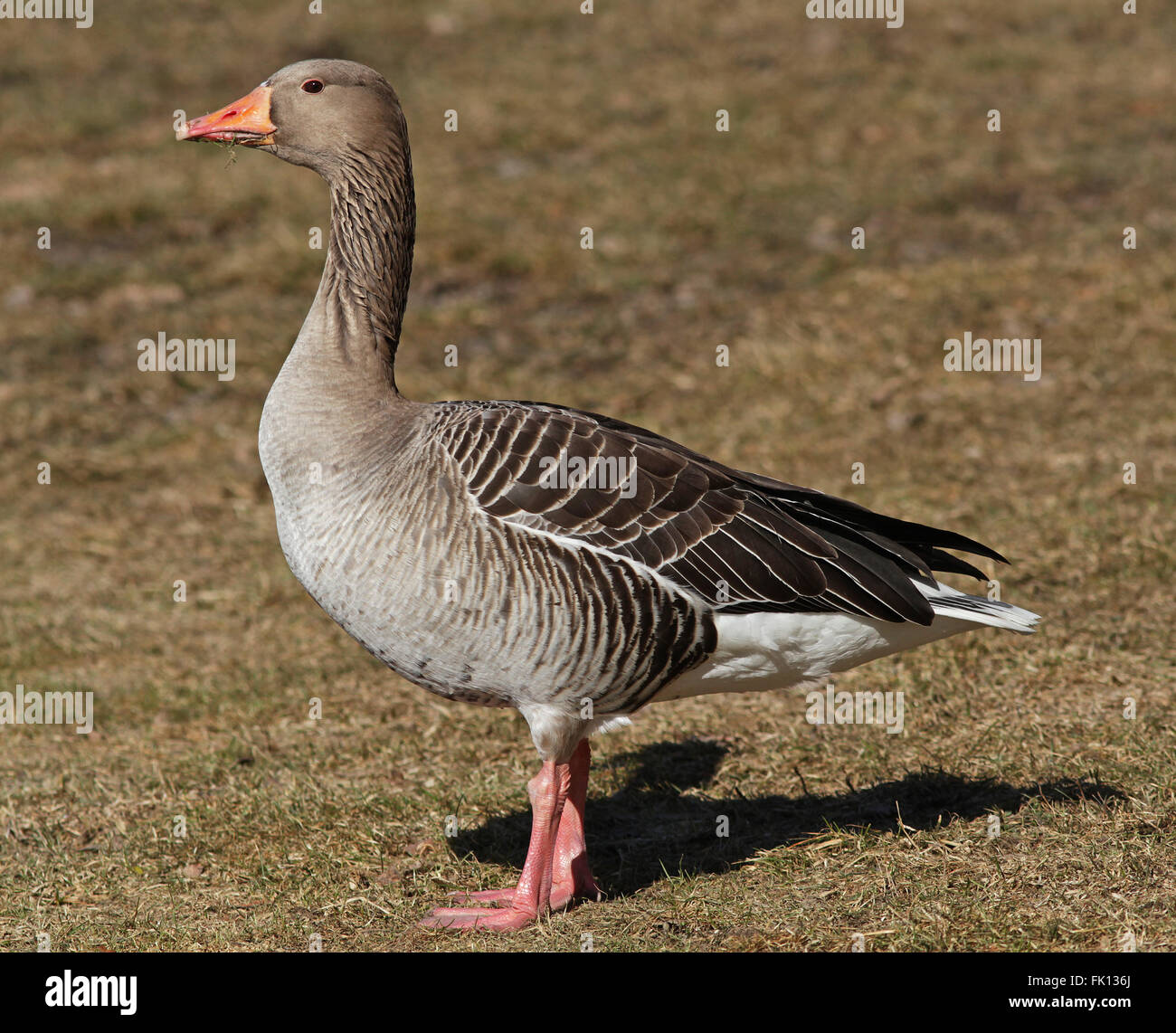 Greylag goose, Anser anser Stock Photo - Alamy