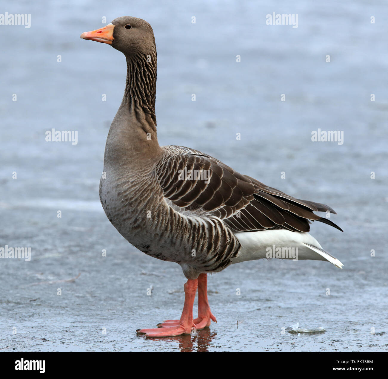 Close up goose on lake hi-res stock photography and images - Alamy