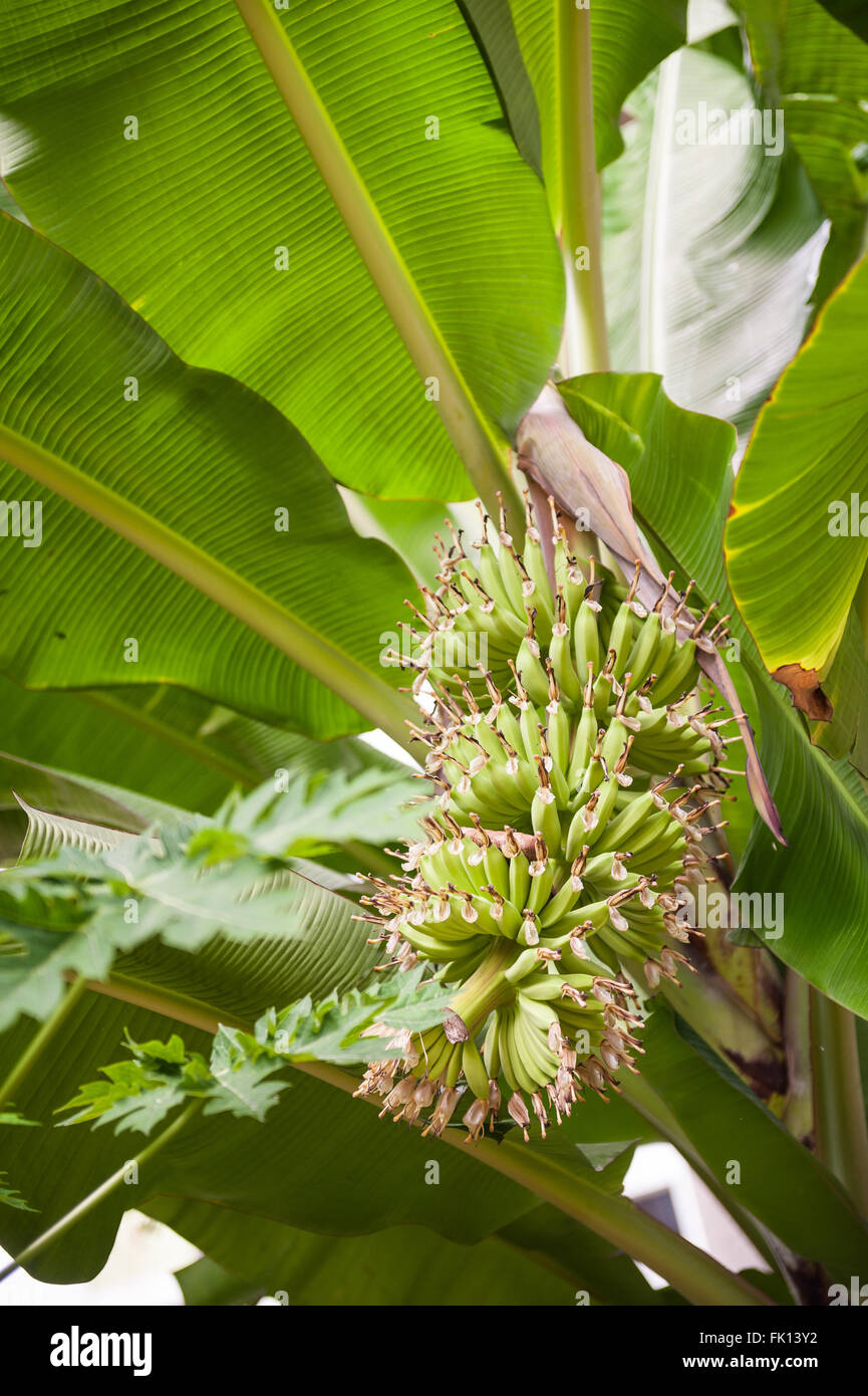 Organic fresh bananas riping on tree ready for harvest Stock Photo - Alamy