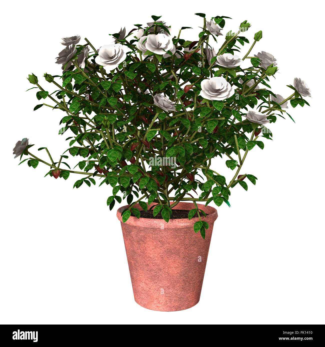 Digital render of a white rose bush isolated on white background Stock ...