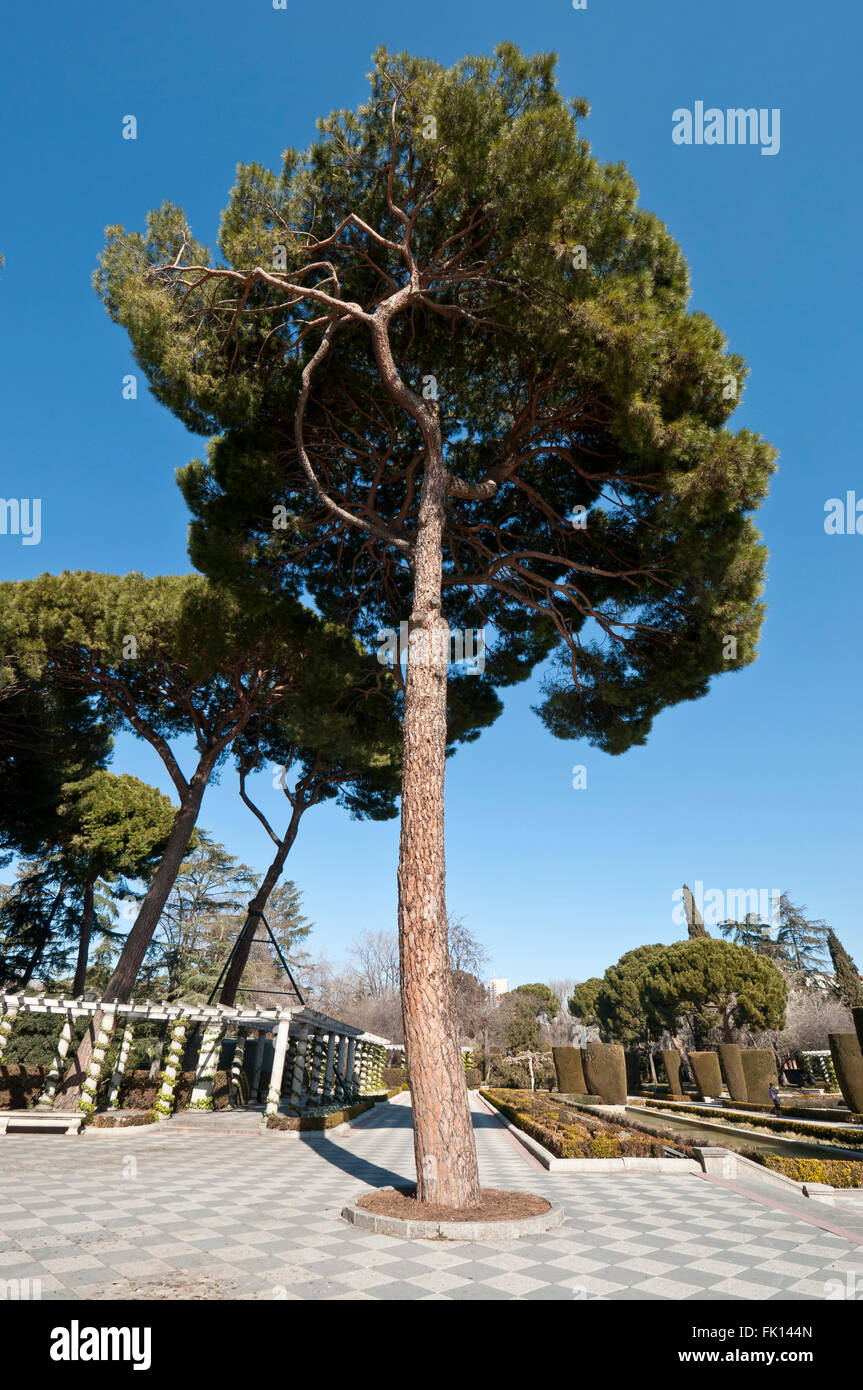 Pruned pine tree hi-res stock photography and images - Alamy