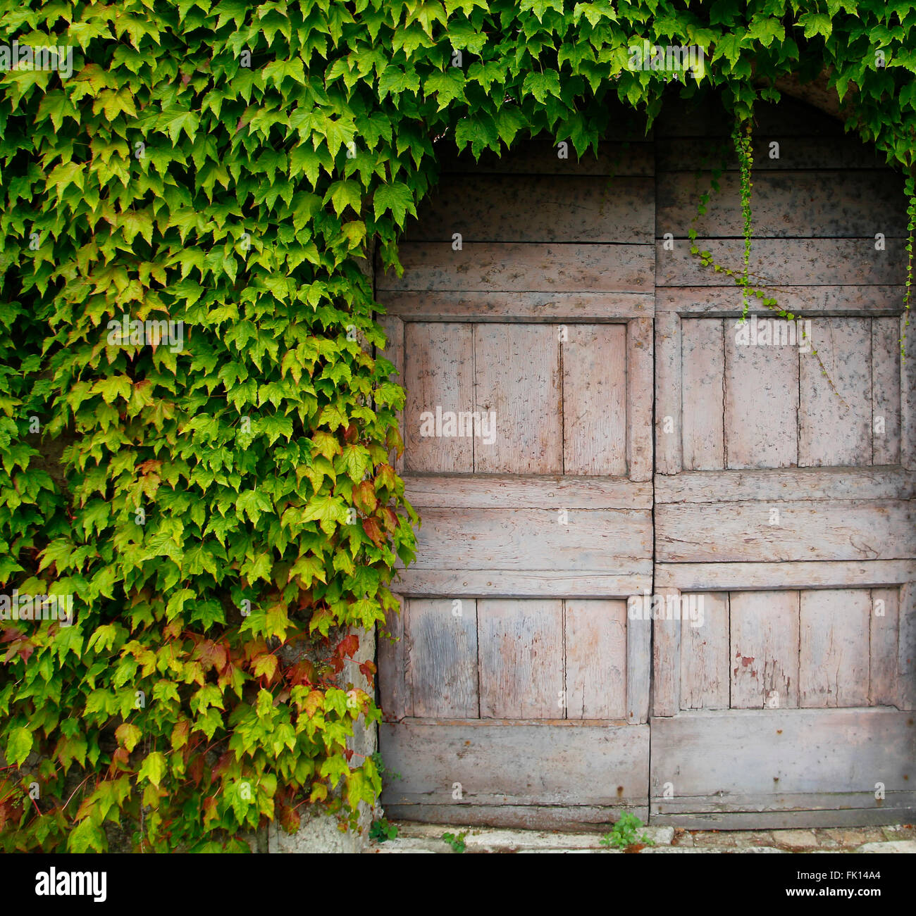 Door house hedge hi-res stock photography and images - Alamy